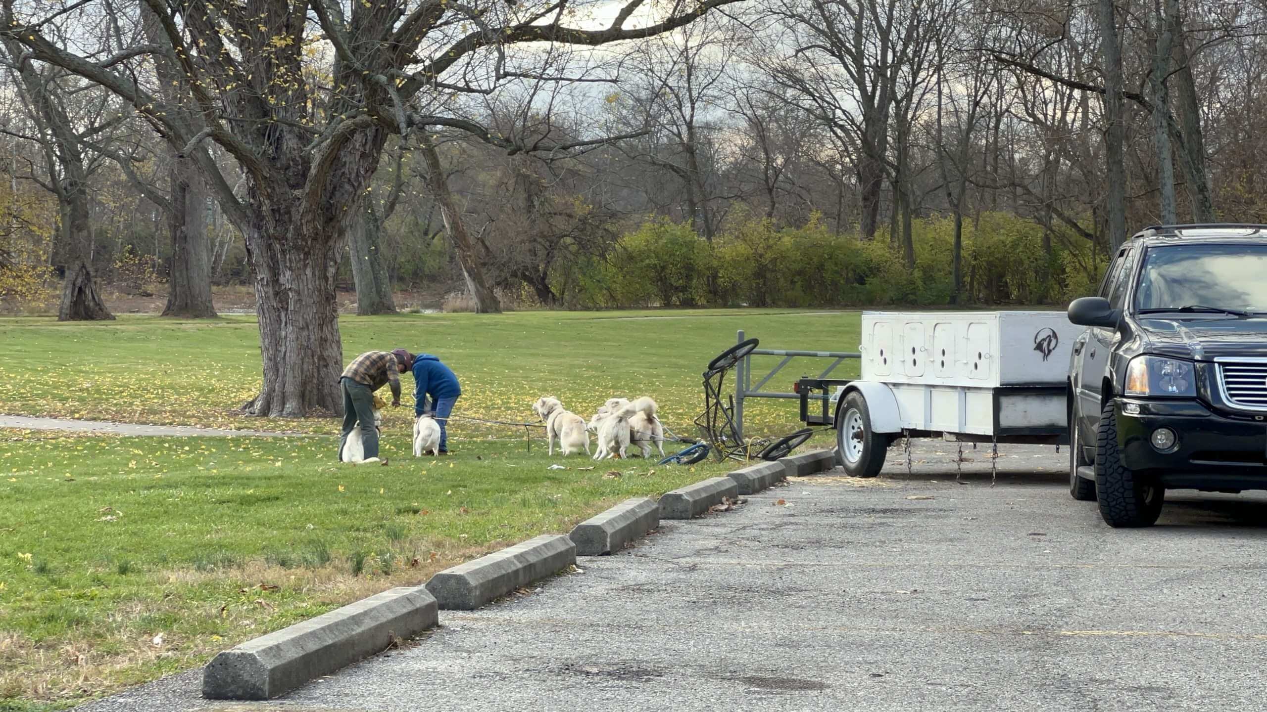 Lessons From Dogs At The Park! Observing Purpose, Community and ...